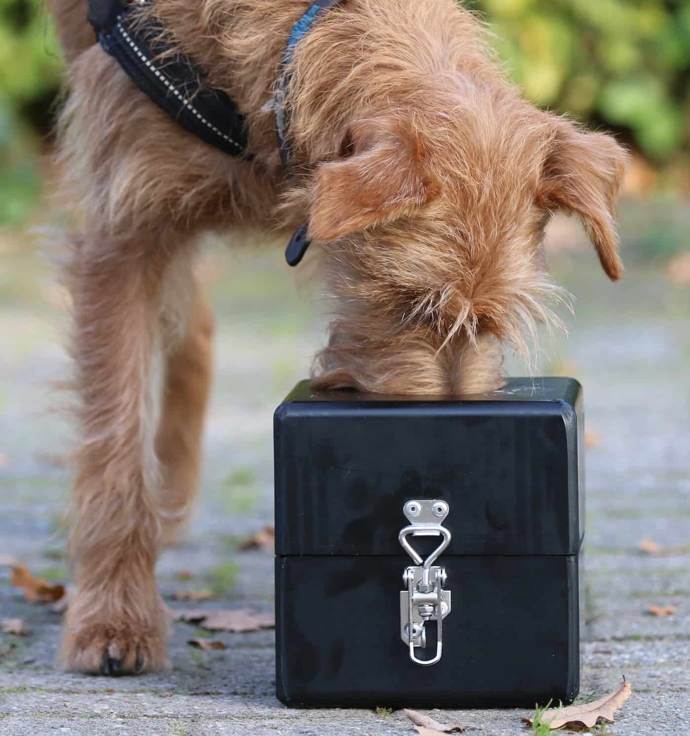 Detectie - Hondenhof